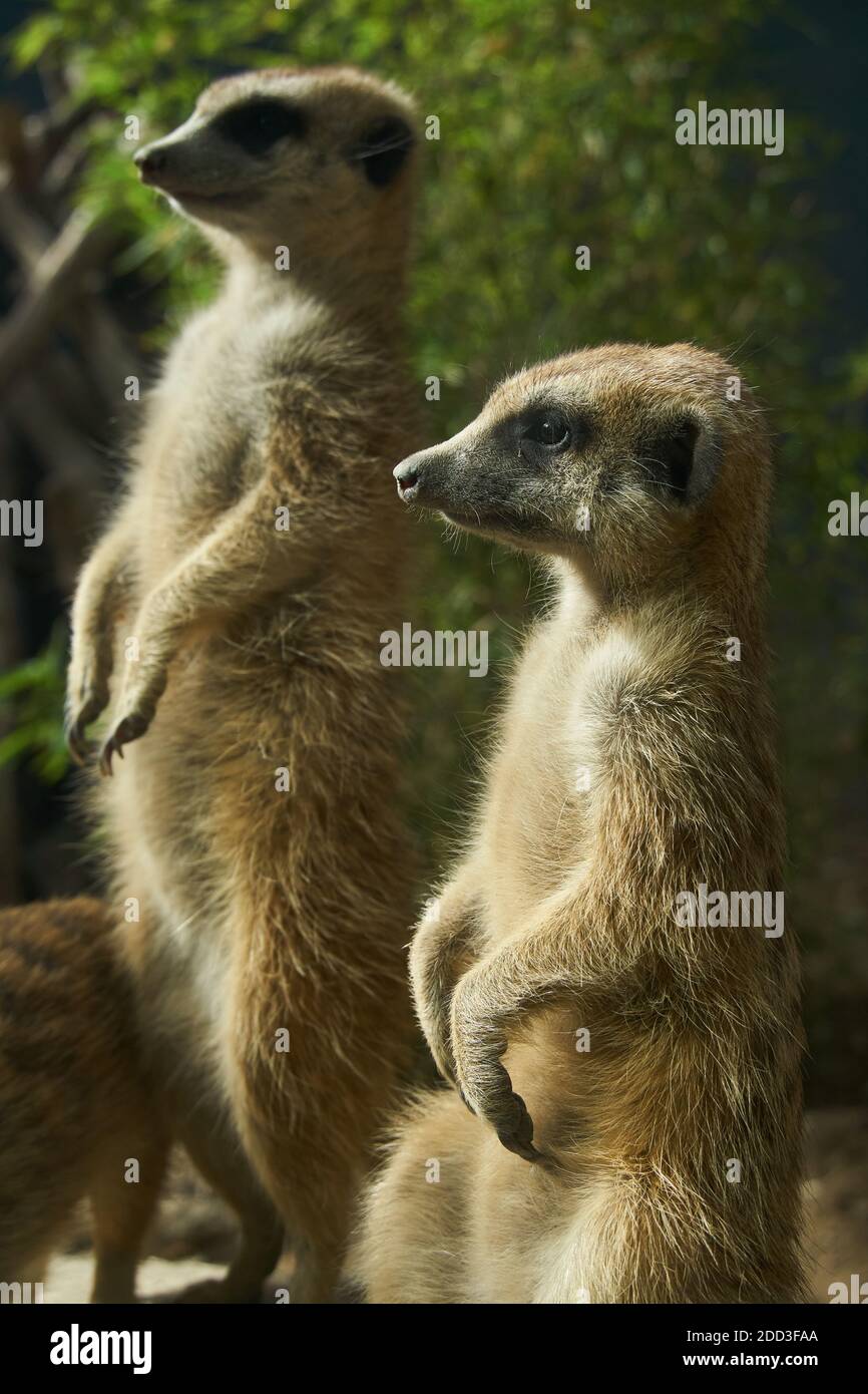 Two thin tail mongoose Stock Photo - Alamy