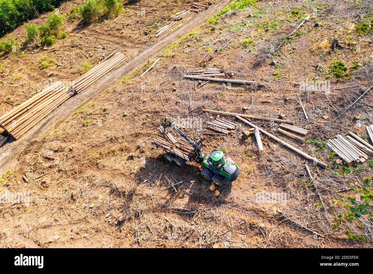 a felled needle forest from above Stock Photo - Alamy