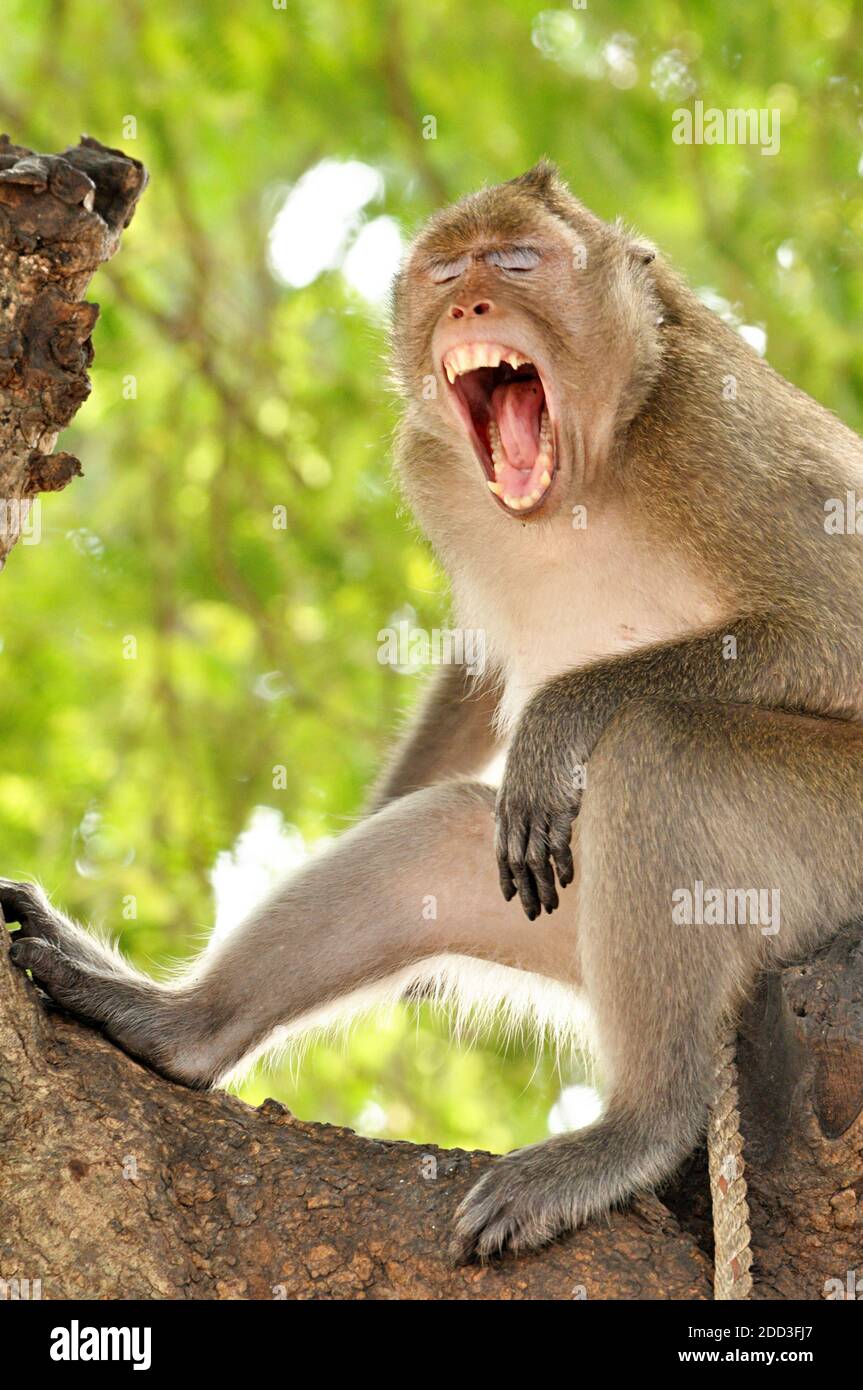 Monkey yawning hi-res stock photography and images - Alamy