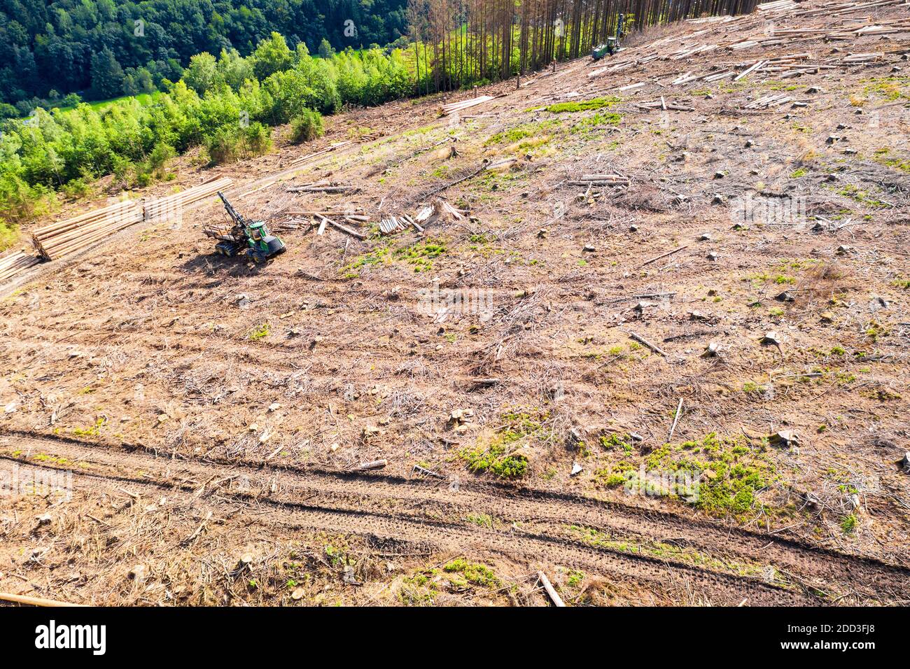 a felled needle forest from above Stock Photo - Alamy