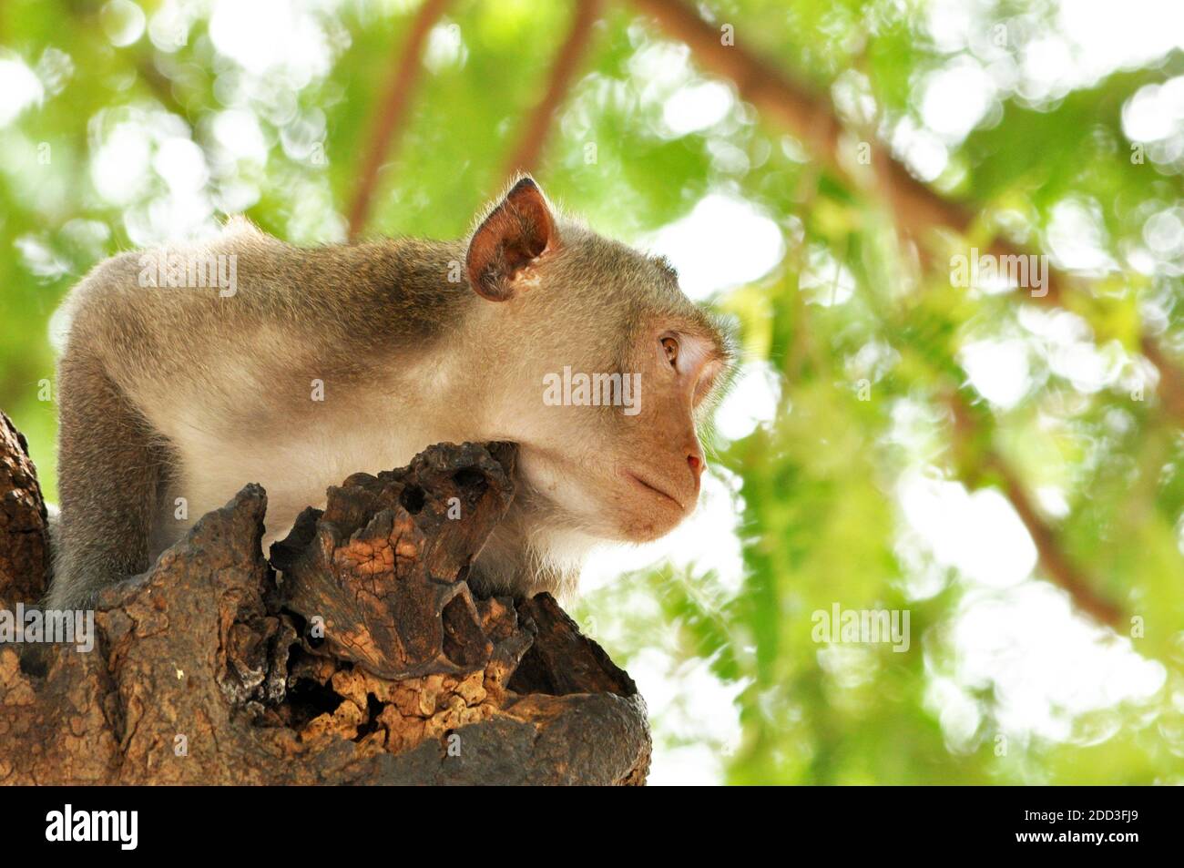 Monkey on the tree Stock Photo - Alamy
