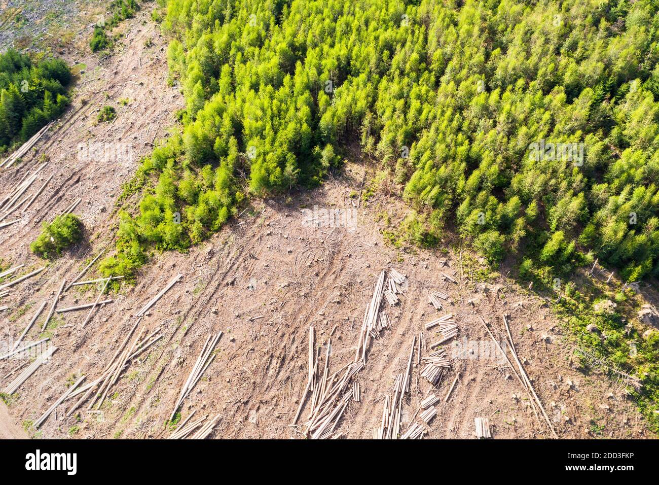 a felled needle forest from above Stock Photo - Alamy