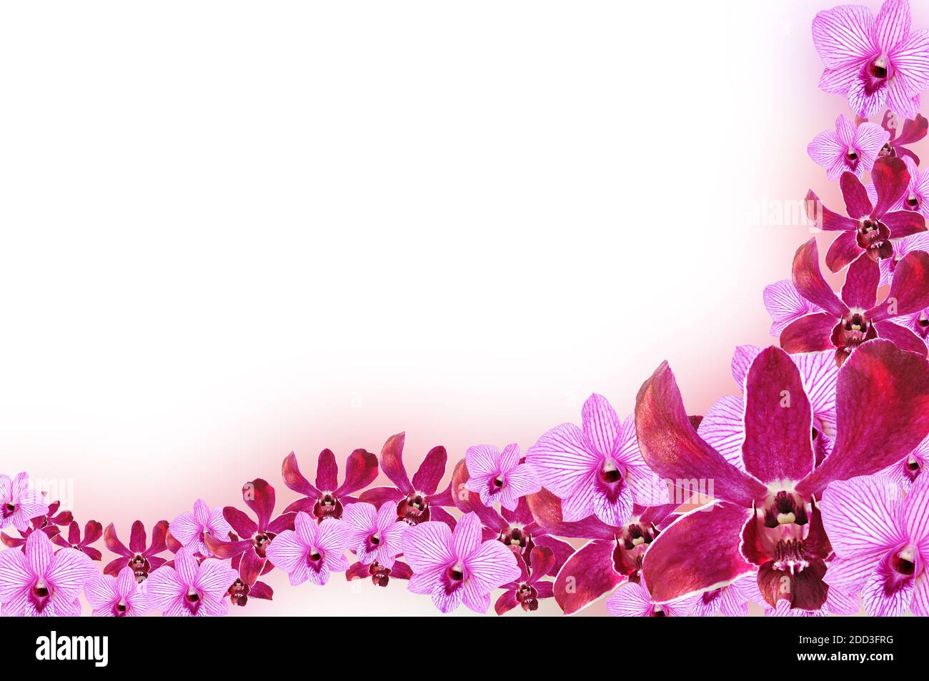 Purple Orchid flowers - border design Stock Photo - Alamy