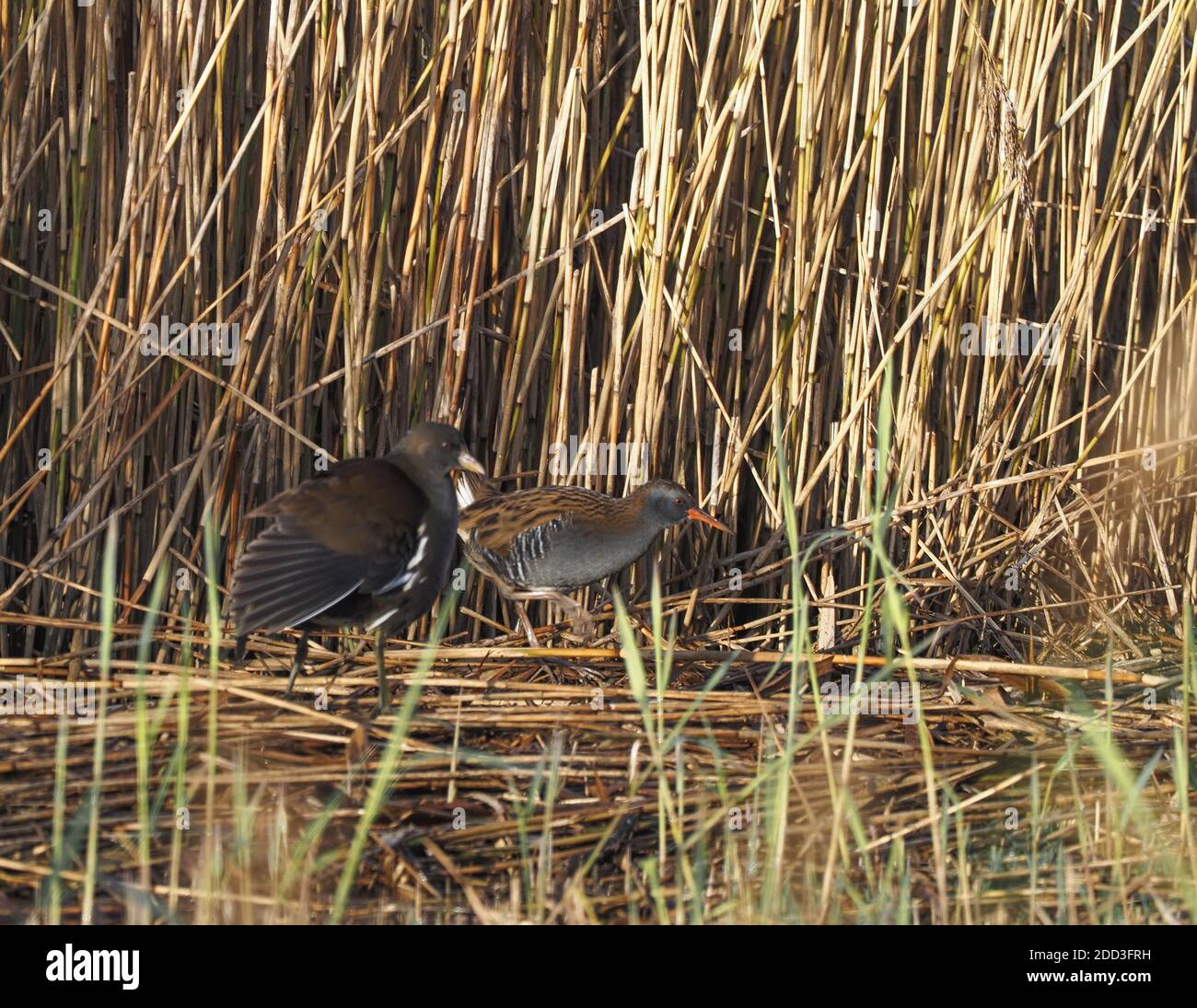 Running freshwater marsh hi-res stock photography and images - Alamy