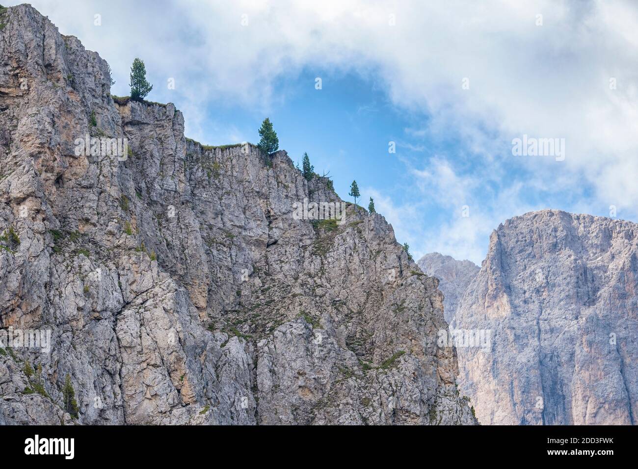 Trees on a mountain ridge on a rock wall Stock Photo - Alamy