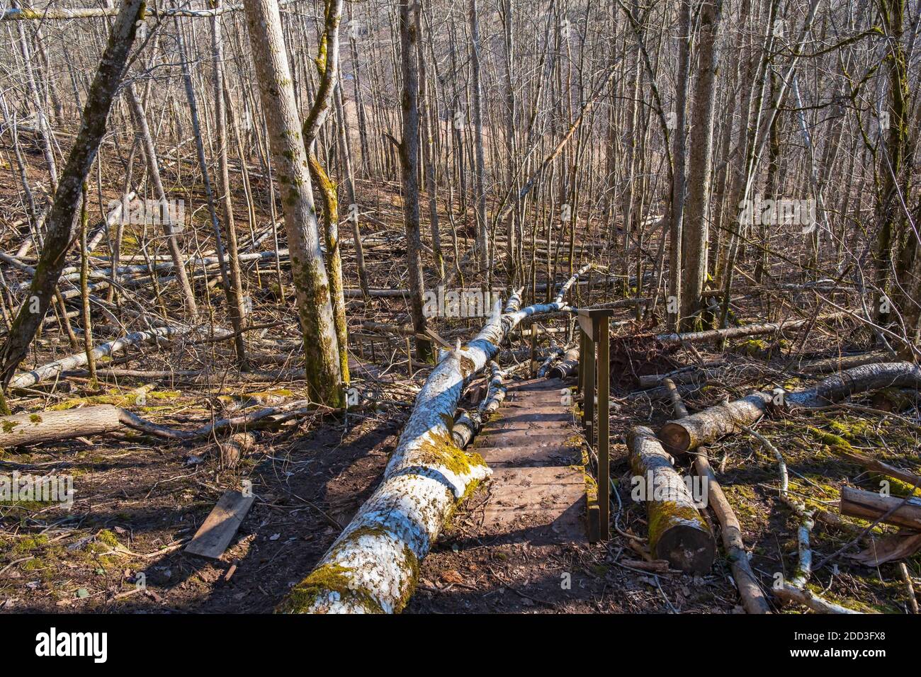 Storm damage forest with fallen trees on a trail Stock Photo - Alamy
