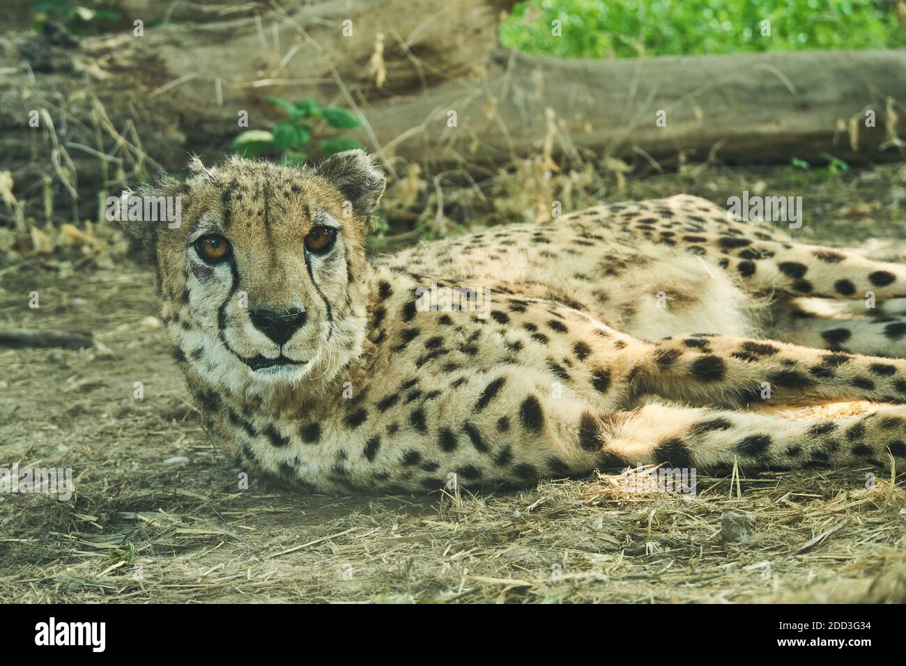 Cheetah lying down hi-res stock photography and images - Alamy