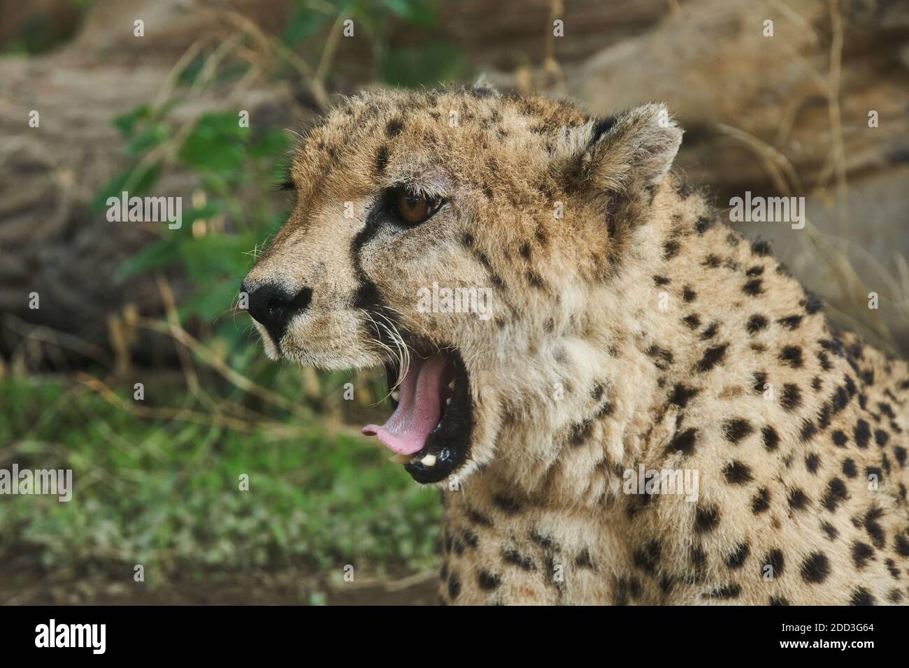 Close up cheetah mouth hi-res stock photography and images - Alamy