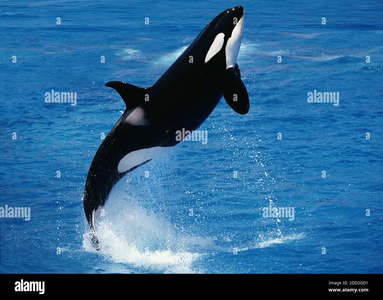 Orca profile hi-res stock photography and images - Alamy