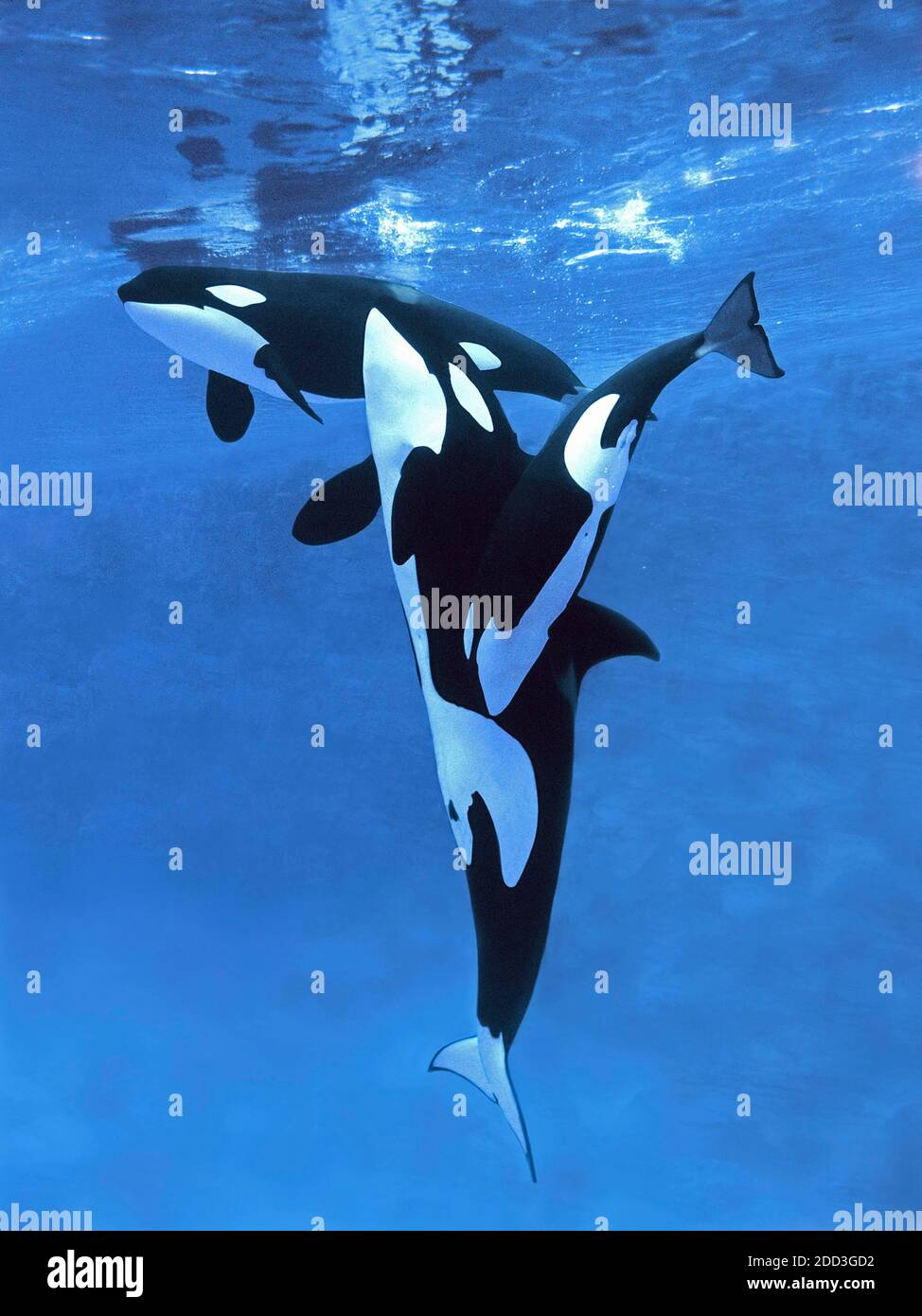 Killer Whale, orcinus orca, Mother with Calf Stock Photo - Alamy