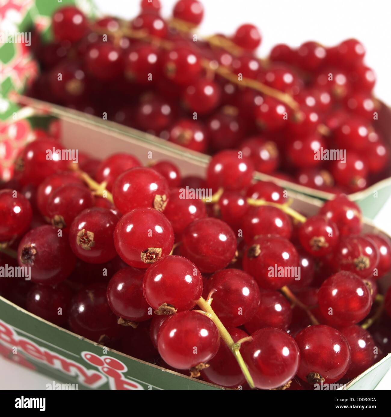 Redcurrants, ribes rubrum, Fruits against White Background Stock Photo ...