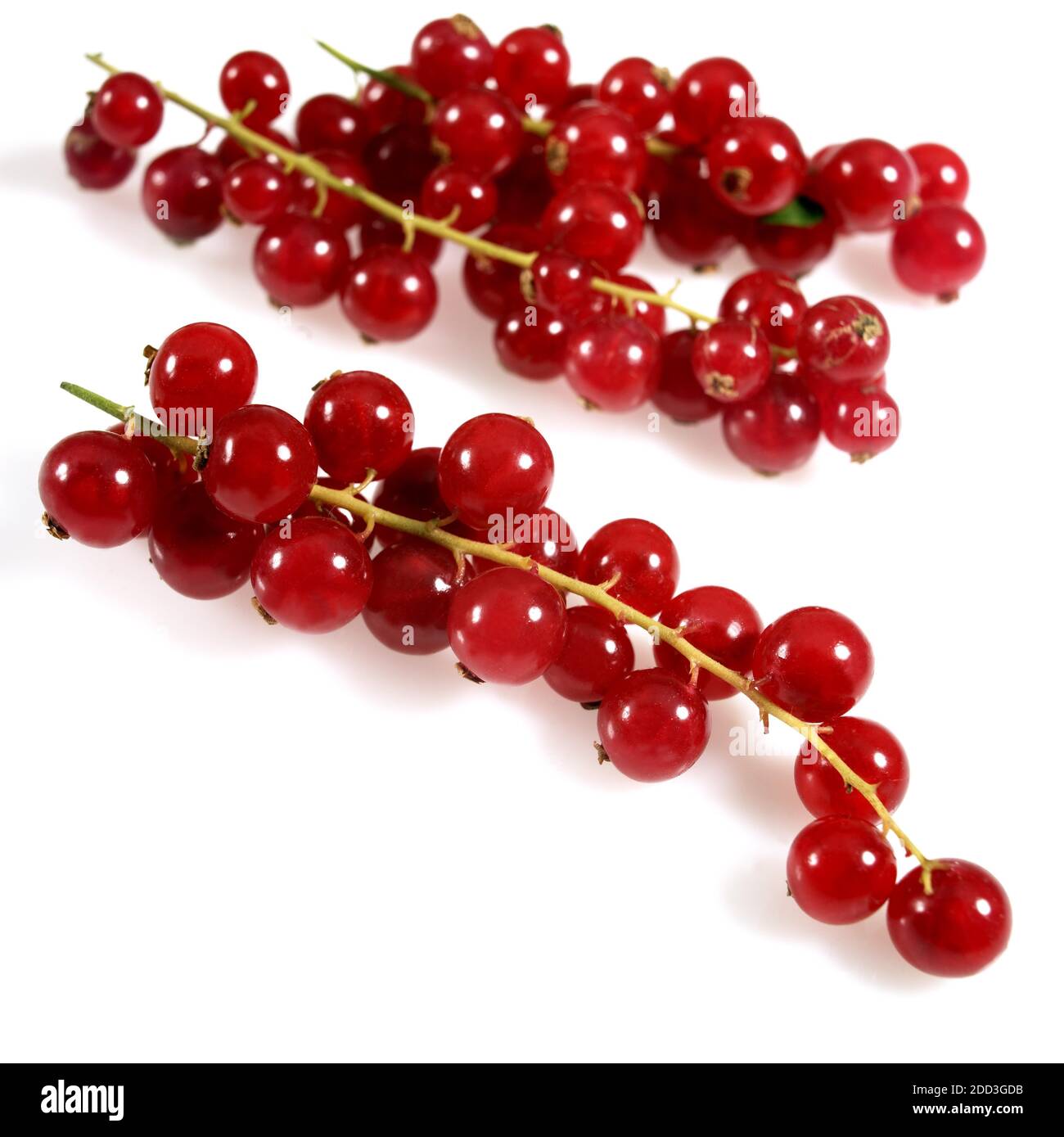 Redcurrants, ribes rubrum, Fruits against White Background Stock Photo ...