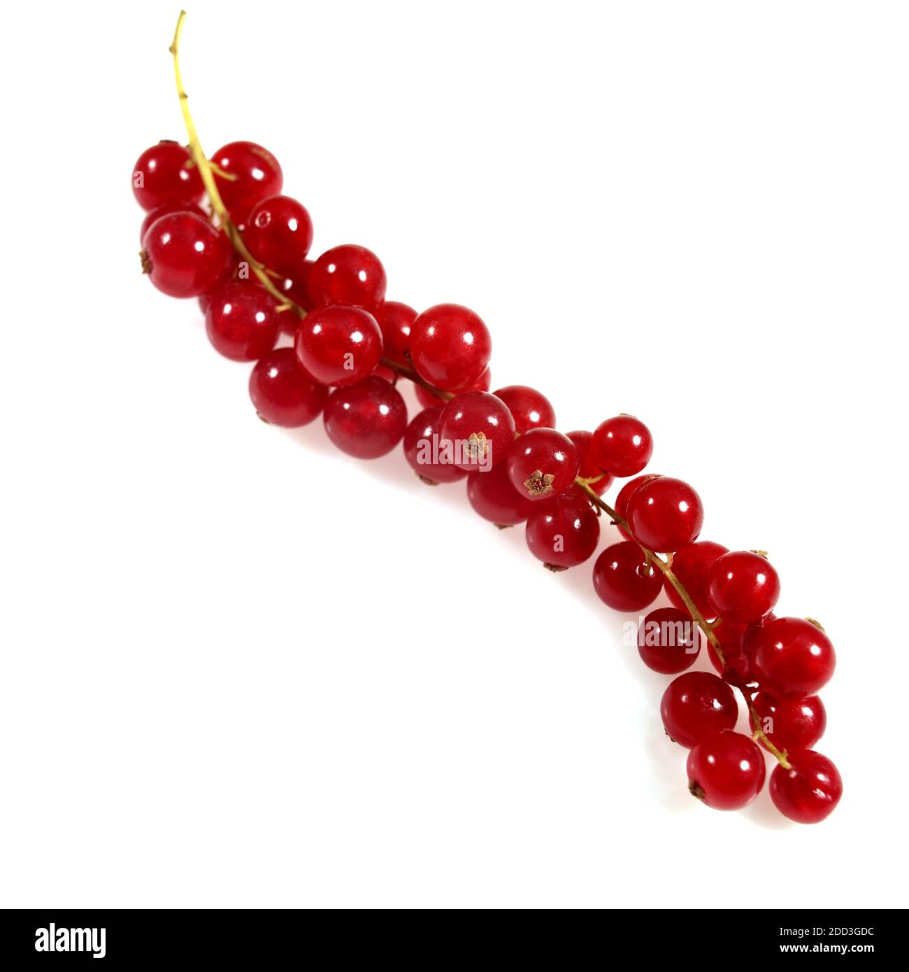 Redcurrants, ribes rubrum, Fruits against White Background Stock Photo ...