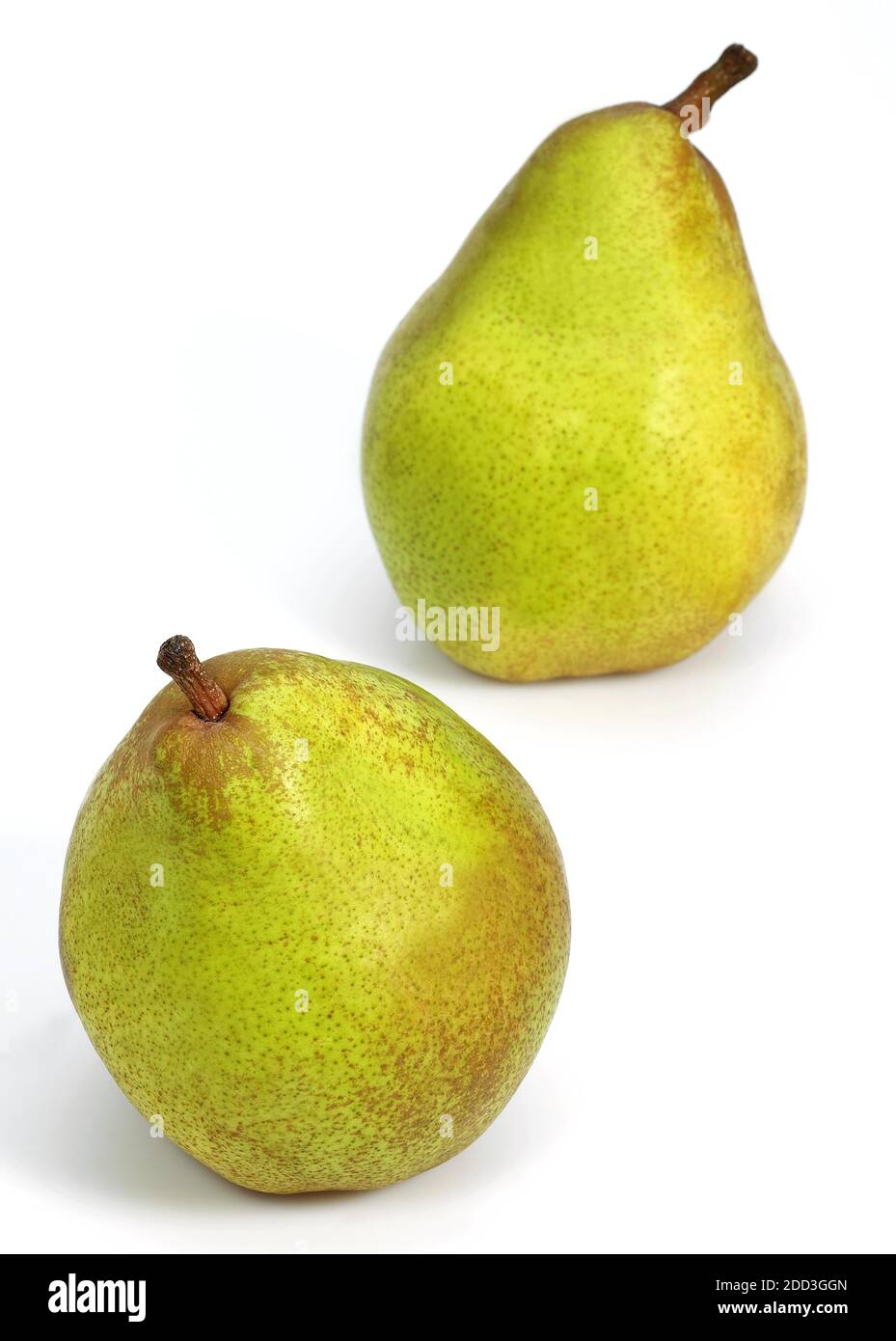 Comice Pear, pyrus communis, Fruit against White Background Stock Photo ...