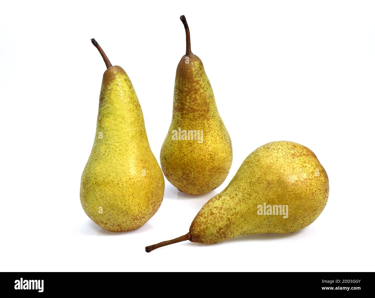 Conference Pear, pyrus communis, Against White Background Stock Photo ...