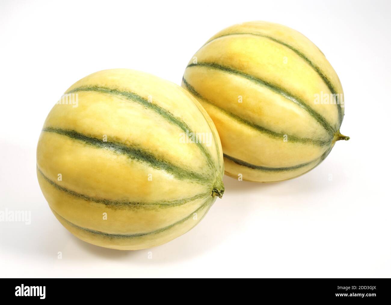 Cavaillon Melon, cucumis melo, Fruit against White Background Stock ...