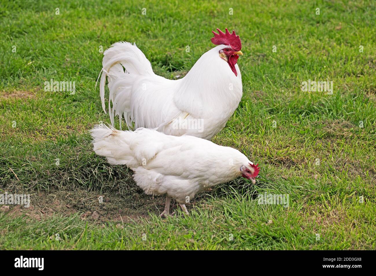 White Leghorn, Domestic Chicken, Cockerel with Hen standing on Grass ...