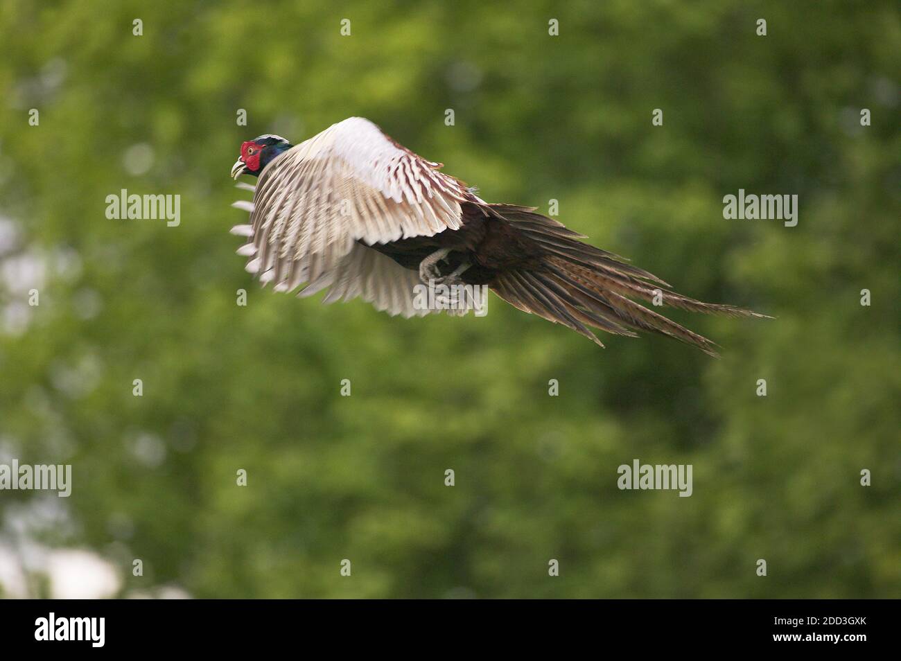 Common Pheasant, phasianus colchicus, Male in Flight, Normandy in ...