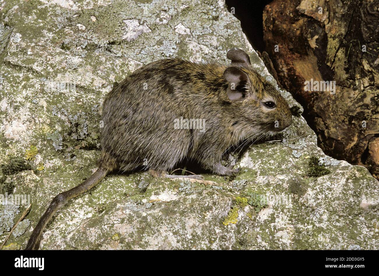 Degu or Chilean Rat, octodon degus, Adult Stock Photo - Alamy