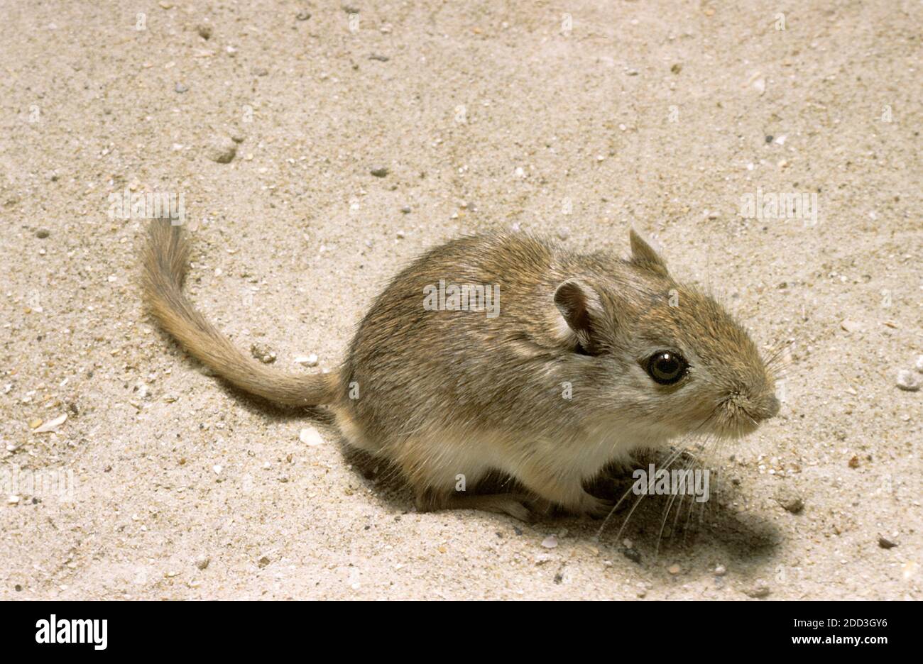 North African Gerbil, gerbillus campestris, Adult Stock Photo - Alamy