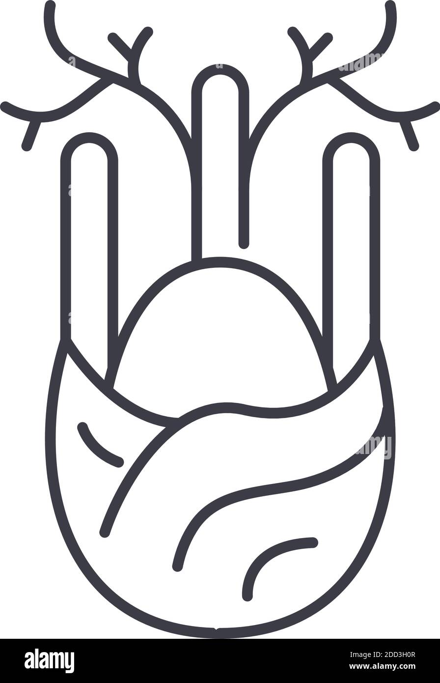 Fennel vegetable icon, linear isolated illustration, thin line vector ...