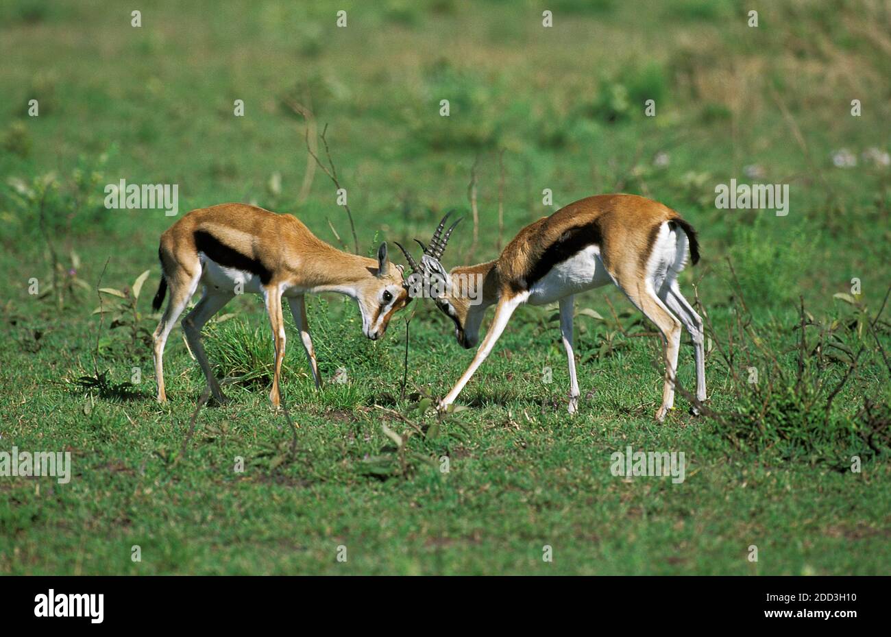 Thomson's Gazelle, gazella thomsoni, Males fighting, Masai Mara Park in ...
