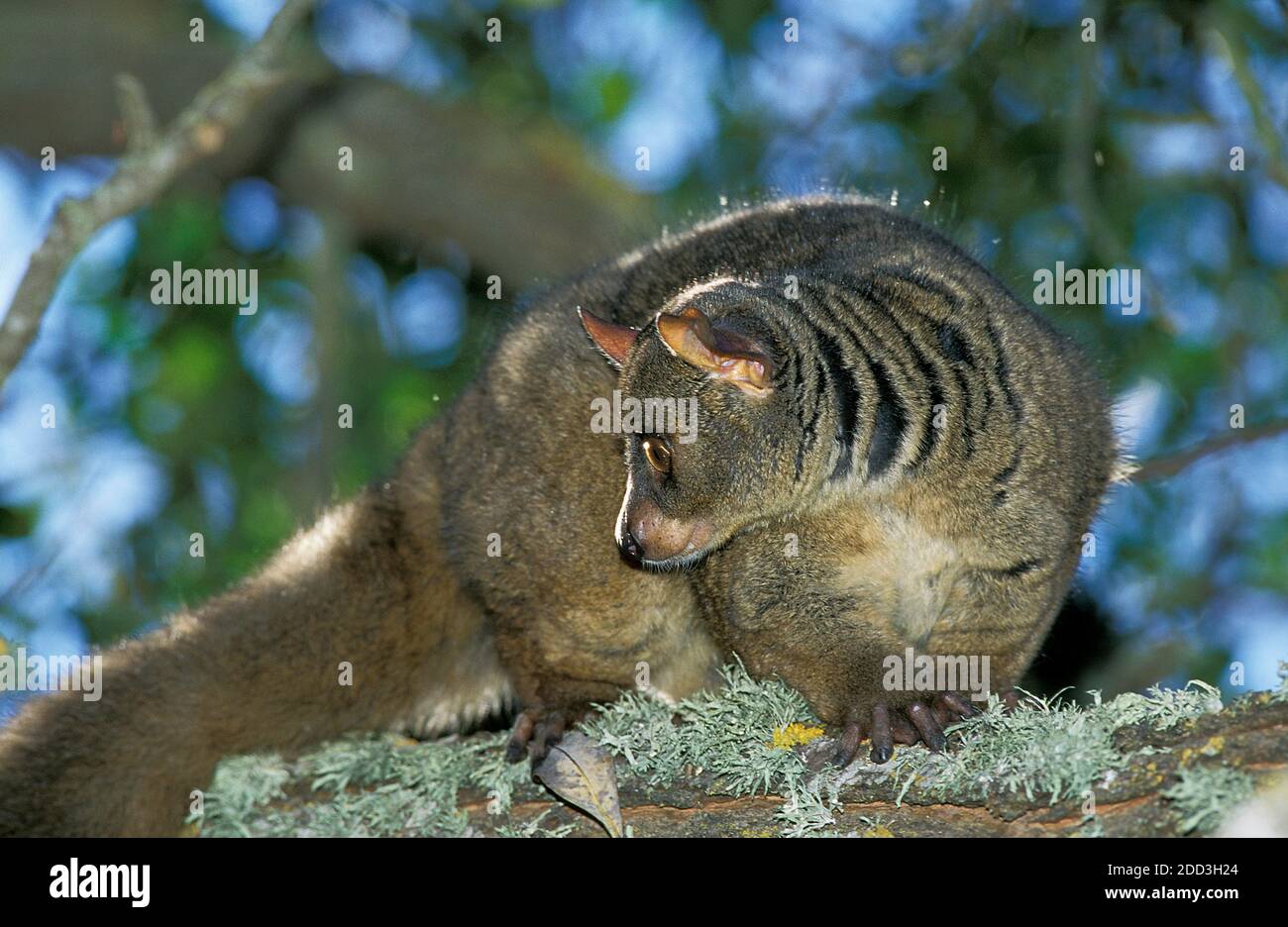 Thick-Tailed Bush Baby or Greater Galago, otolemur crassicaudatus ...