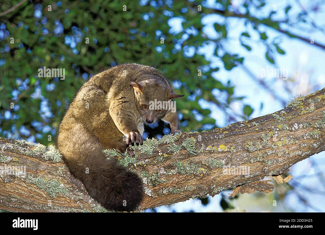 Thick-Tailed Bush Baby or Greater Galago, otolemur crassicaudatus ...
