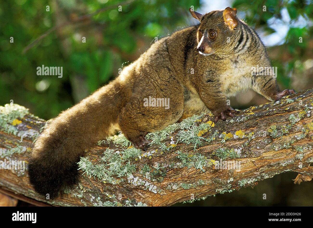 Thick-Tailed Bush Baby or Greater Galago, otolemur crassicaudatus ...