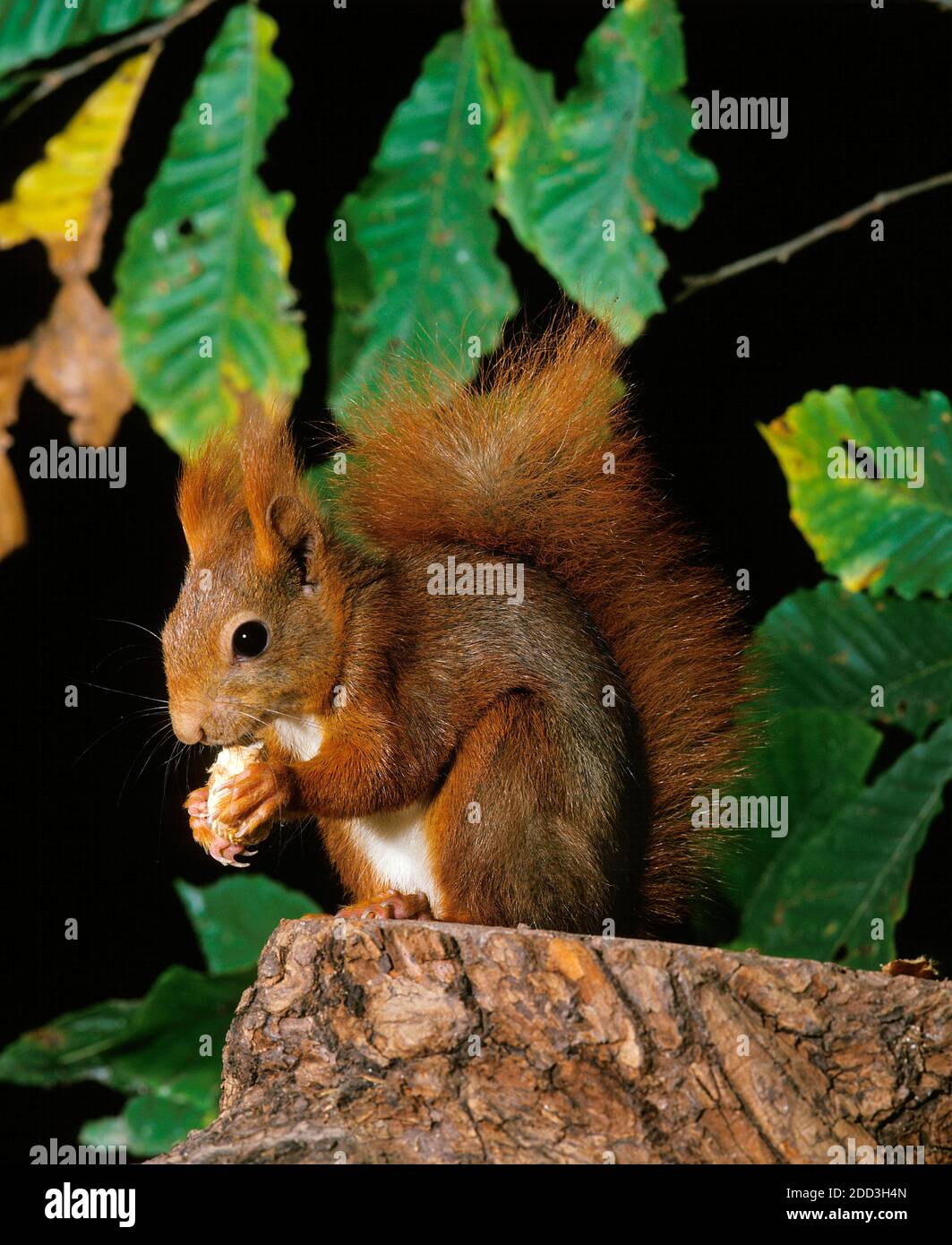 Red Squirrel, sciurus vulgaris, Female Eating Chestnut Stock Photo - Alamy