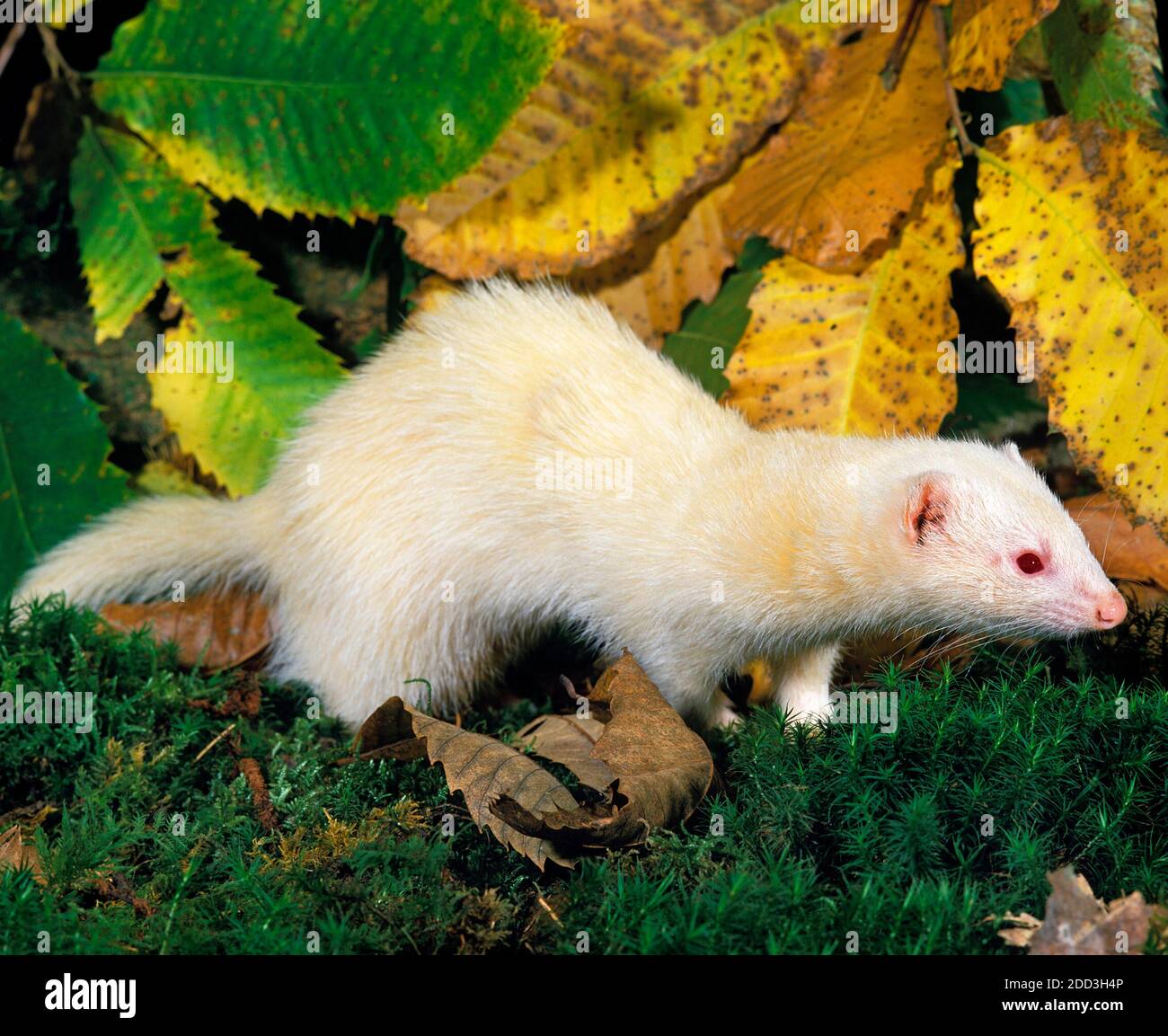 Ferret, mustela putorius furo, Female Stock Photo - Alamy
