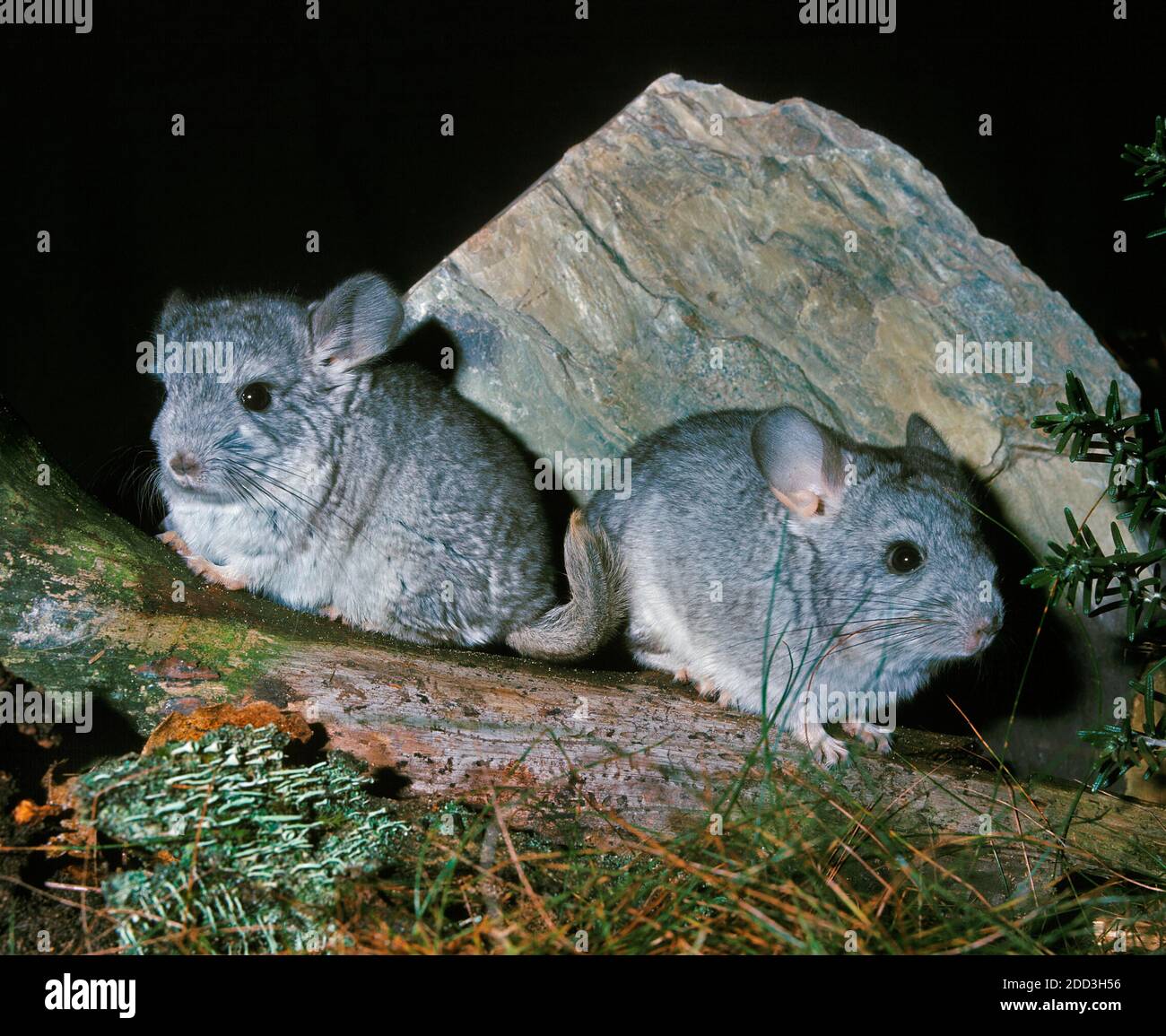 Chinchilla, chinchilla laniger, Adults Stock Photo - Alamy