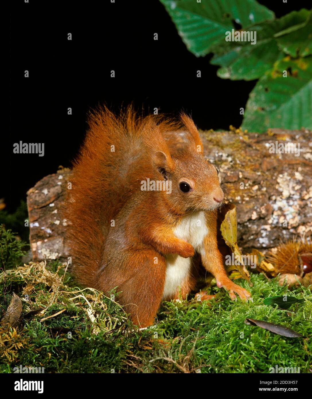 Red Squirrel, sciurus vulgaris, Female Stock Photo - Alamy