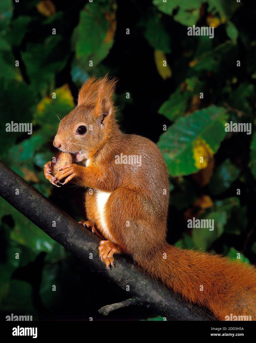 Eurasian red squirrel female hi-res stock photography and images - Alamy