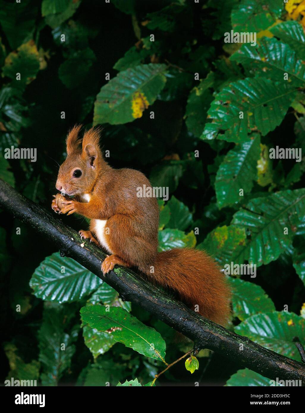 Red Squirrel, sciurus vulgaris, Female eating Chestnut Stock Photo - Alamy