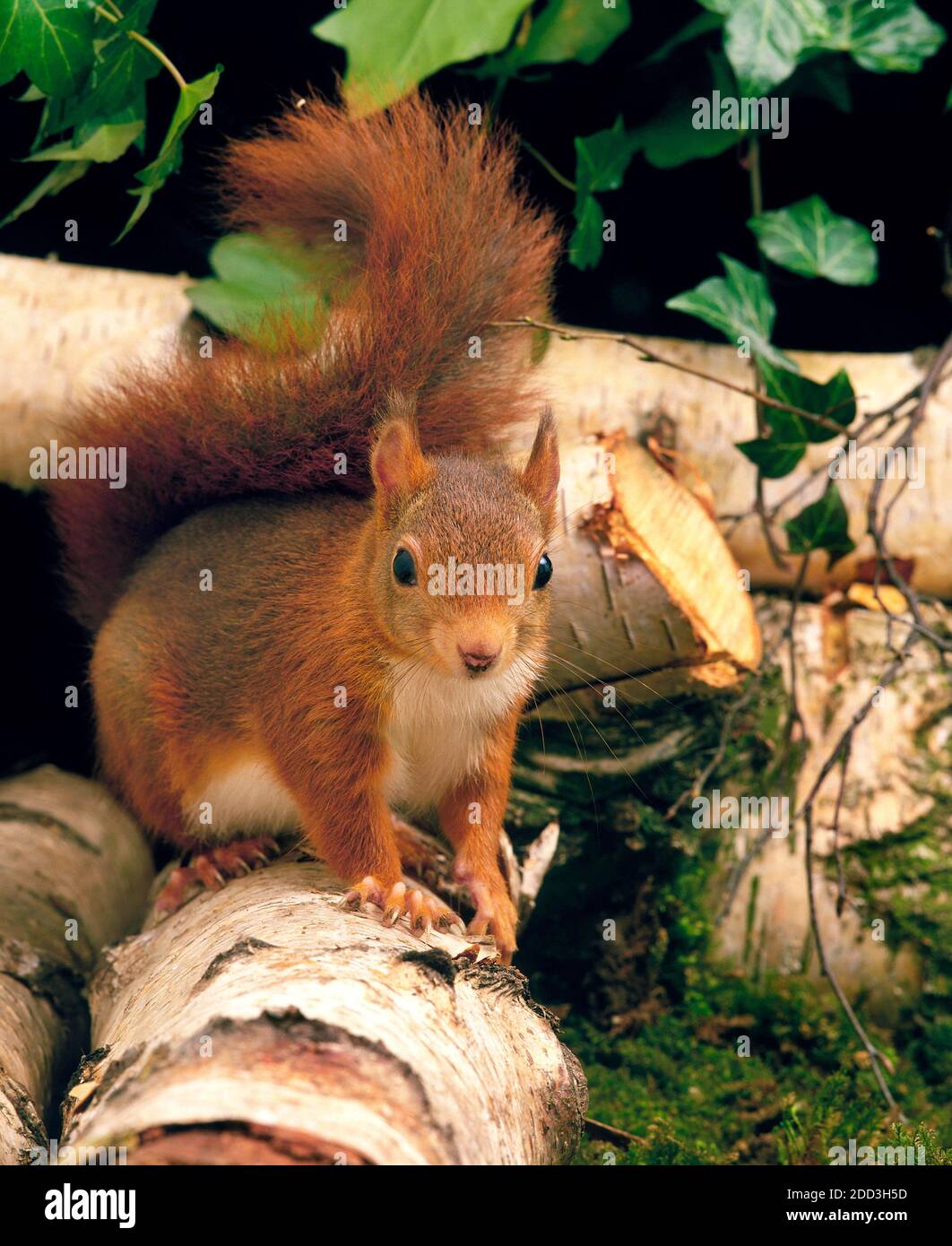 Red Squirrel, sciurus vulgaris, Male Stock Photo - Alamy