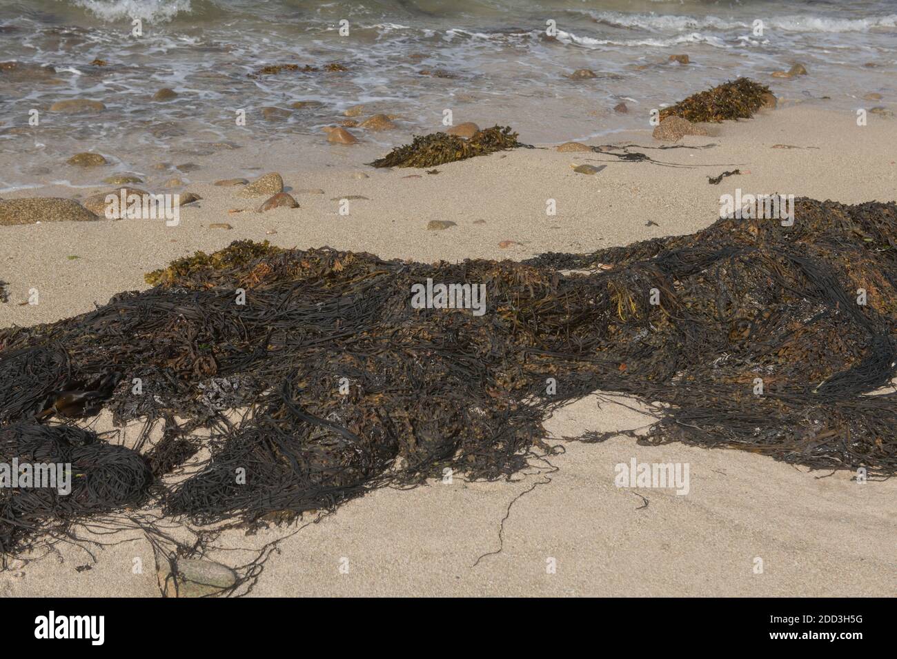 Brown Kelp Seaweed Exposed on the Beach at Low Tide on the Island of ...