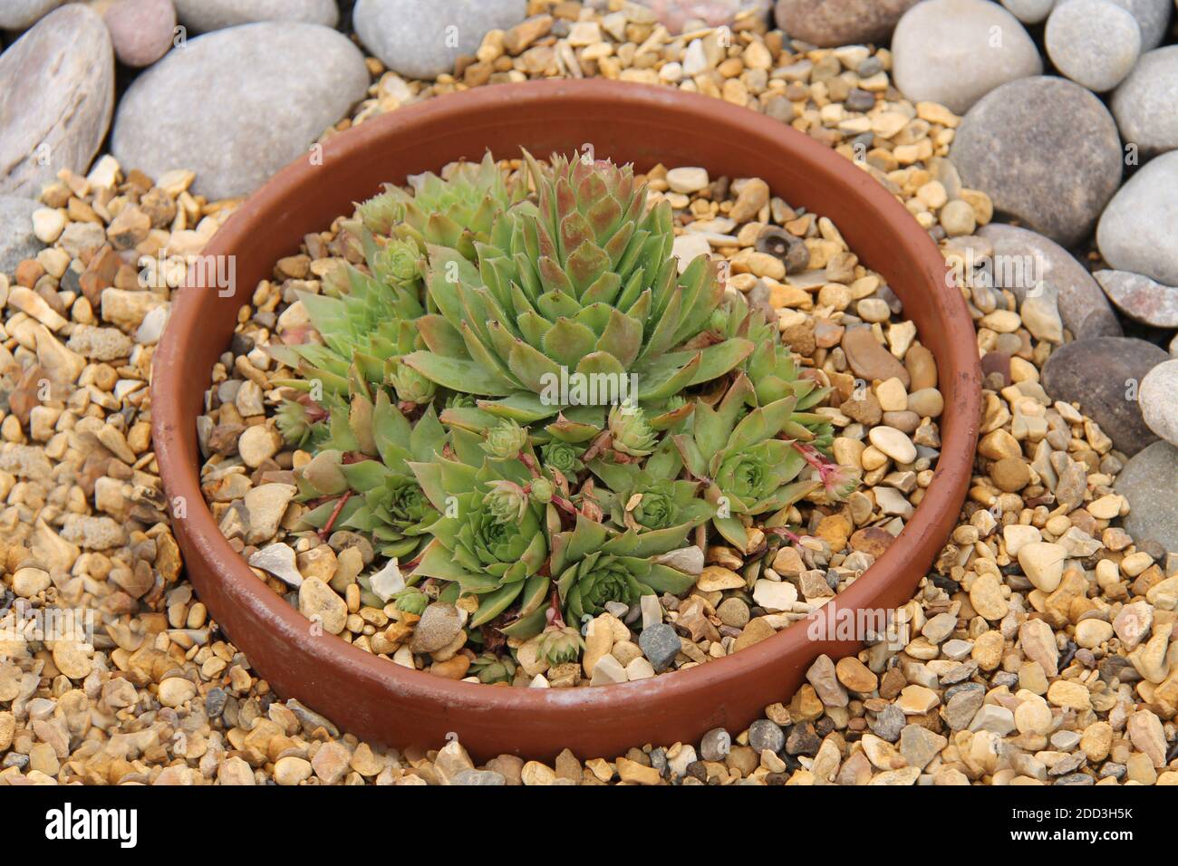 Alpine plant pot hi-res stock photography and images - Alamy