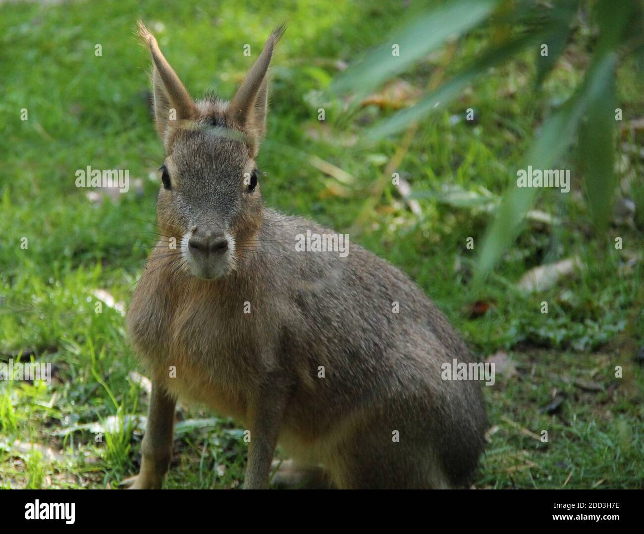 A Lovely South American Mara Patagonian Hare Animal Stock Photo - Alamy