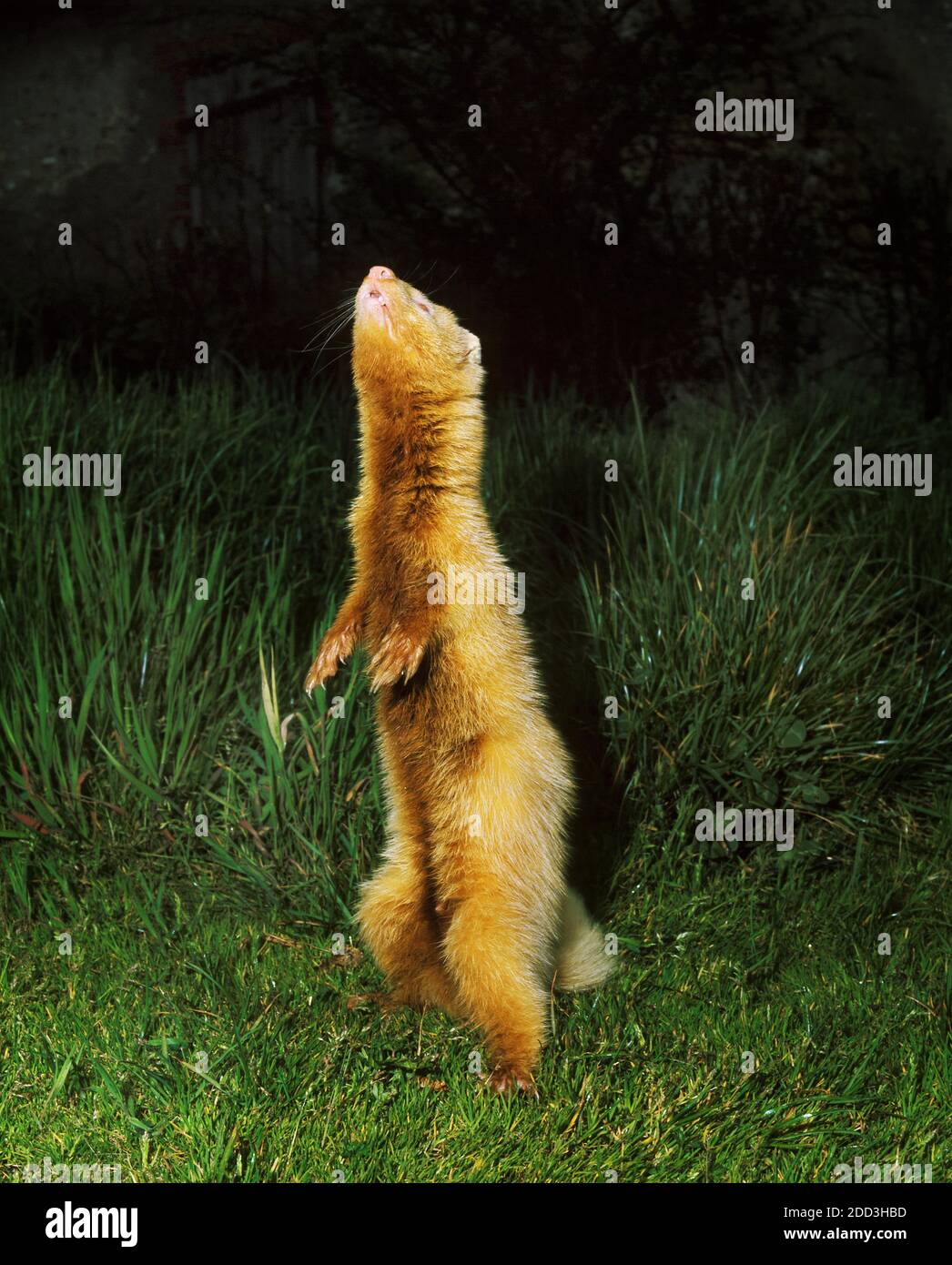 Ferret, mustela putorius furo, Adult standing on Hind Legs Stock Photo ...
