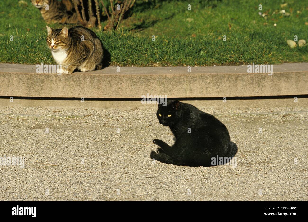 Cats in Venice, Standing in Square Stock Photo - Alamy