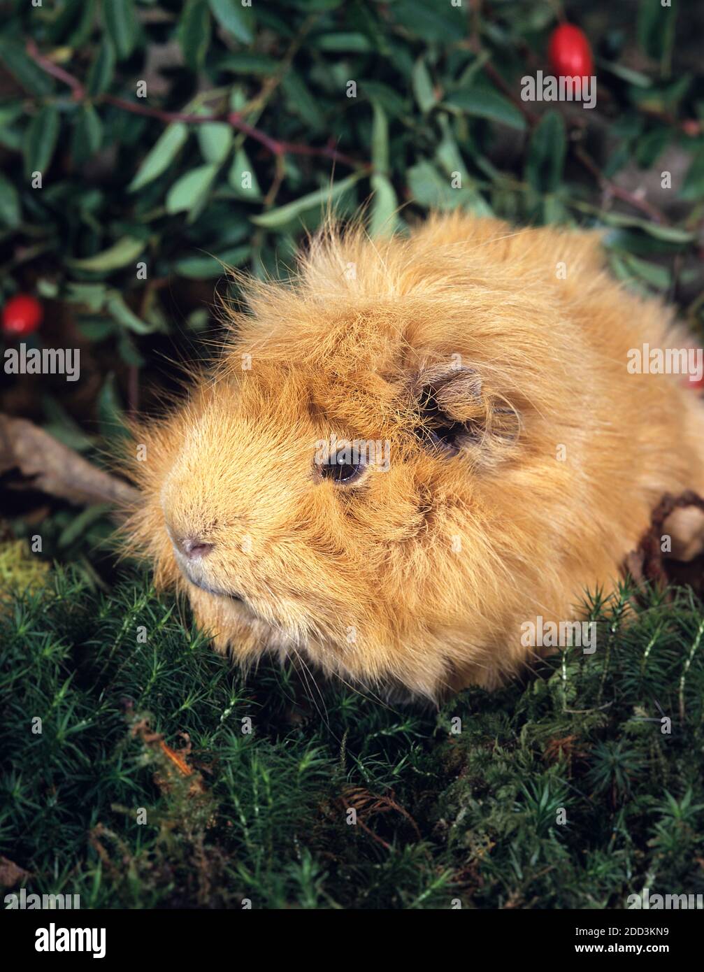Guinea Pig, cavia porcellus, Adult Stock Photo - Alamy