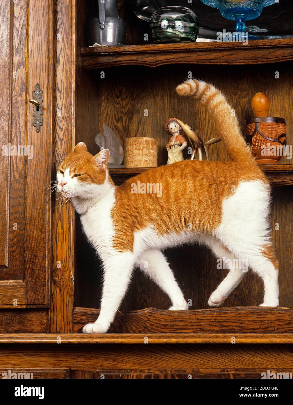 Red and White Domestic Cat, Adult Rubbing Head on Sideboard Stock Photo ...