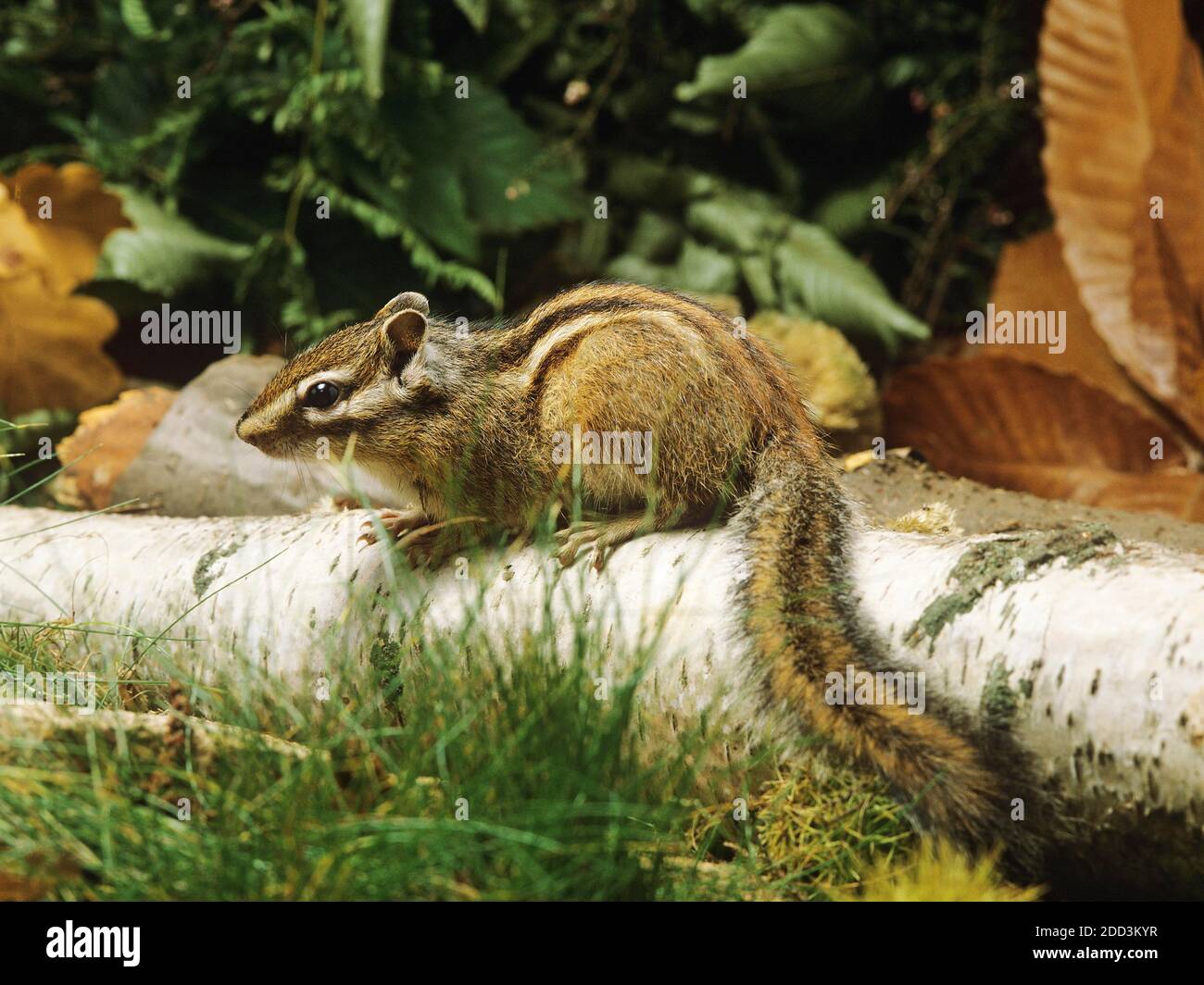 Corean Squirrel, eutamia sibericus, Adult Stock Photo - Alamy