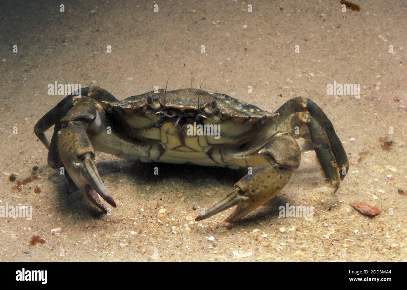 European Shore Crab, carcinus maenas, Adult Stock Photo - Alamy