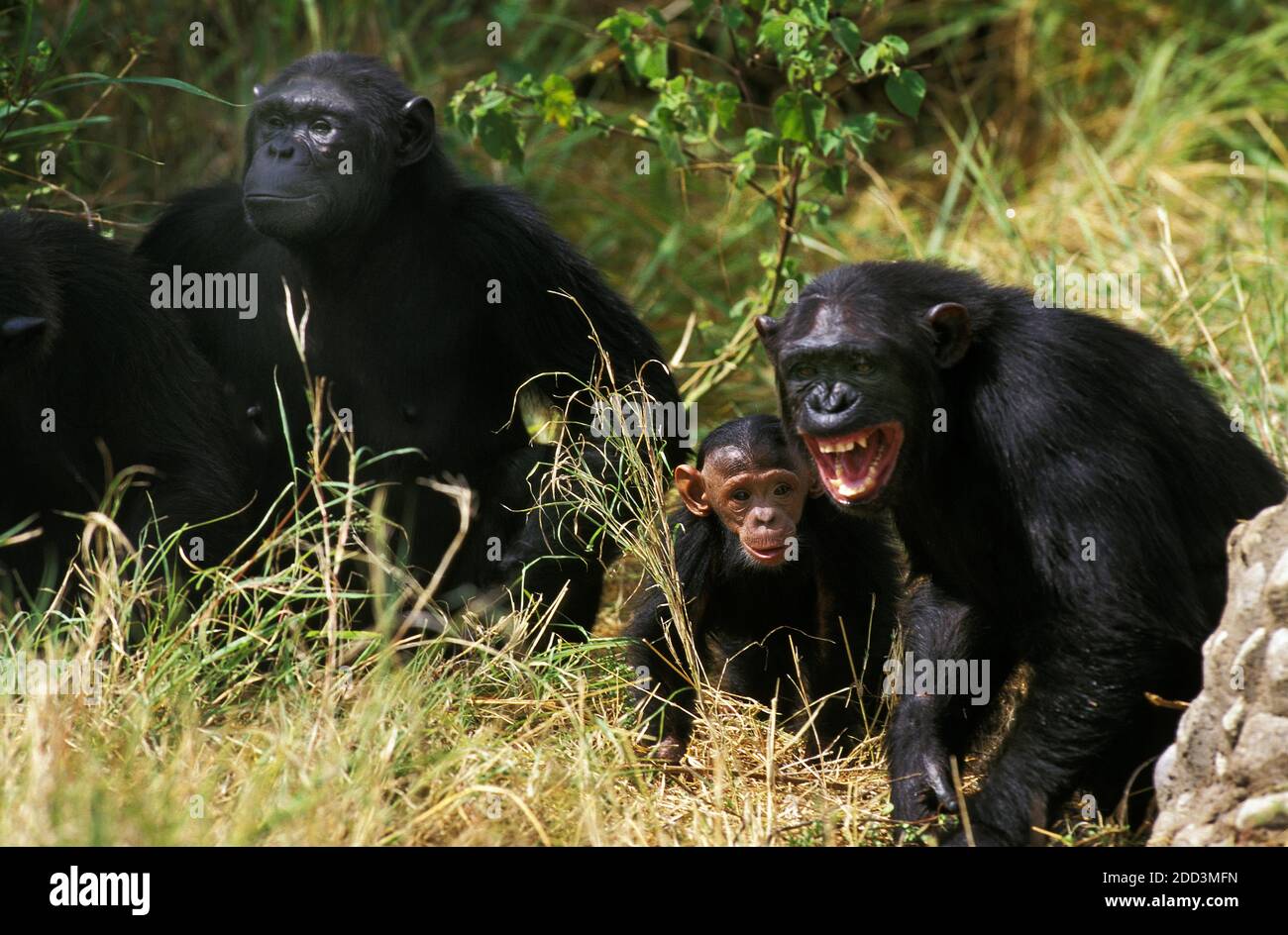 Chimpanzee, pan troglodytes, Group with one Female in Aggressive ...