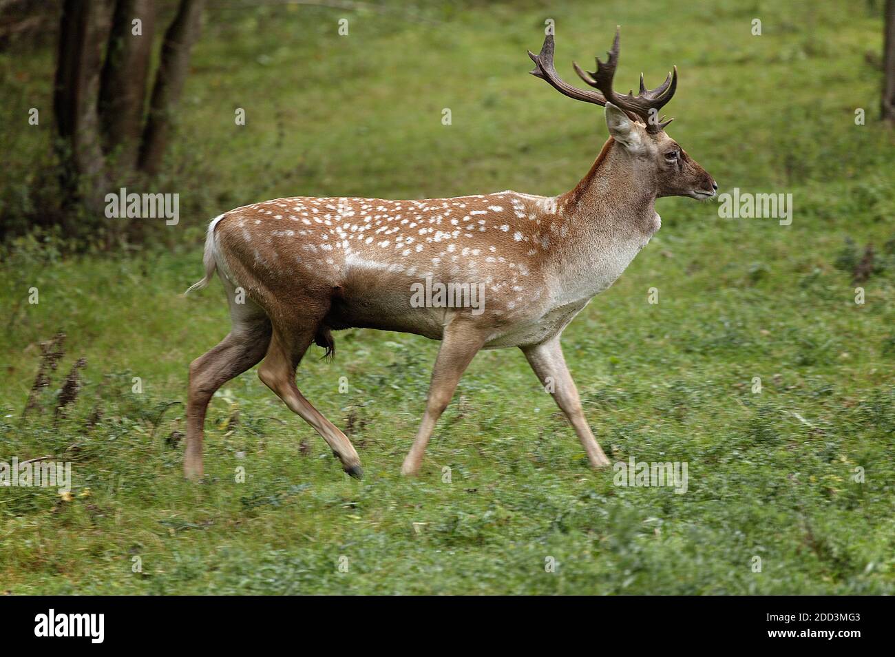 Persian Fallow Deer