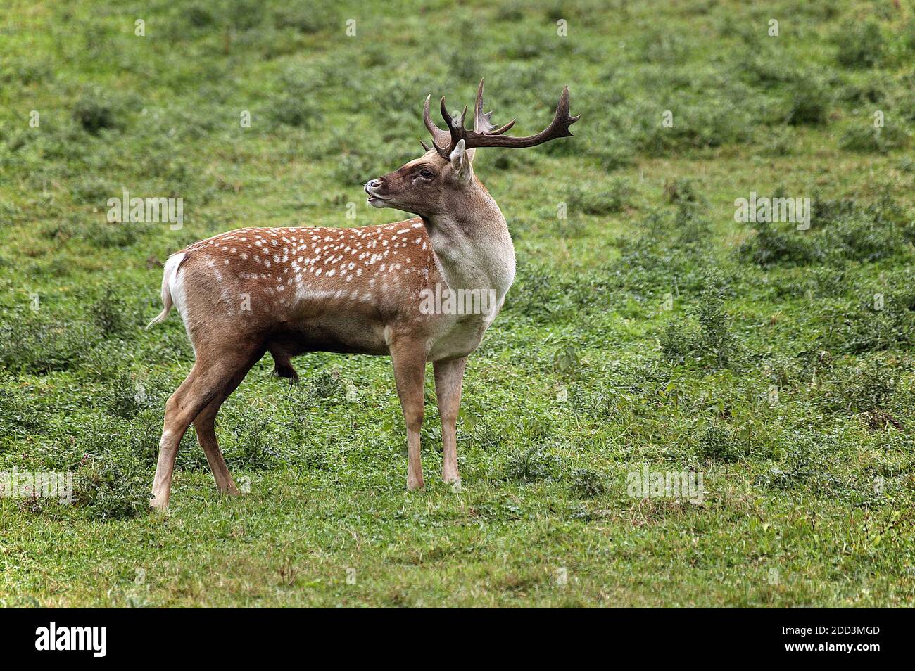 Persian Fallow Deer, dama mesopotamica, Male Stock Photo - Alamy