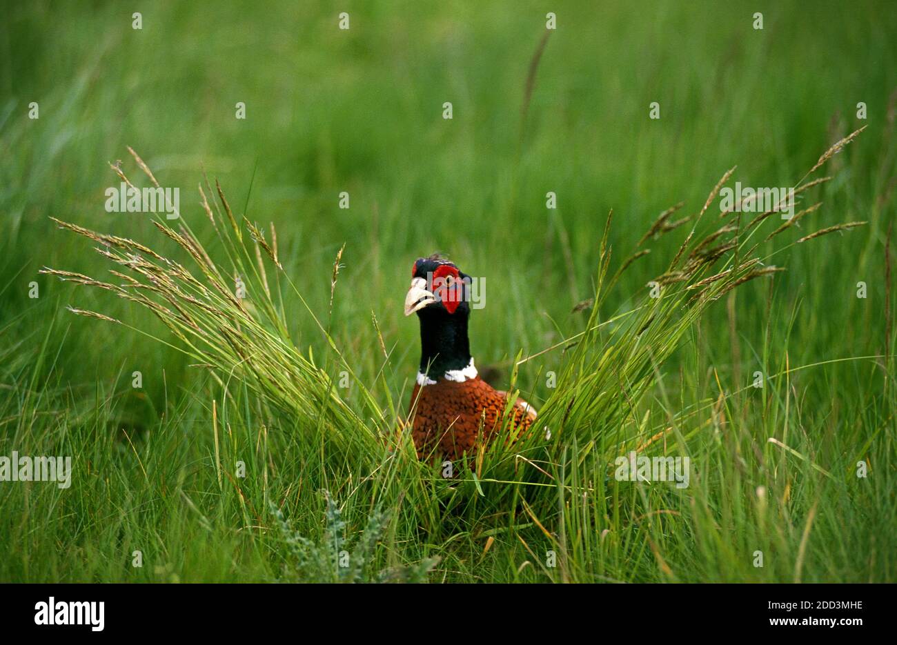 Common Pheasant, phasianus colchicus, Male standing on Long Grass ...