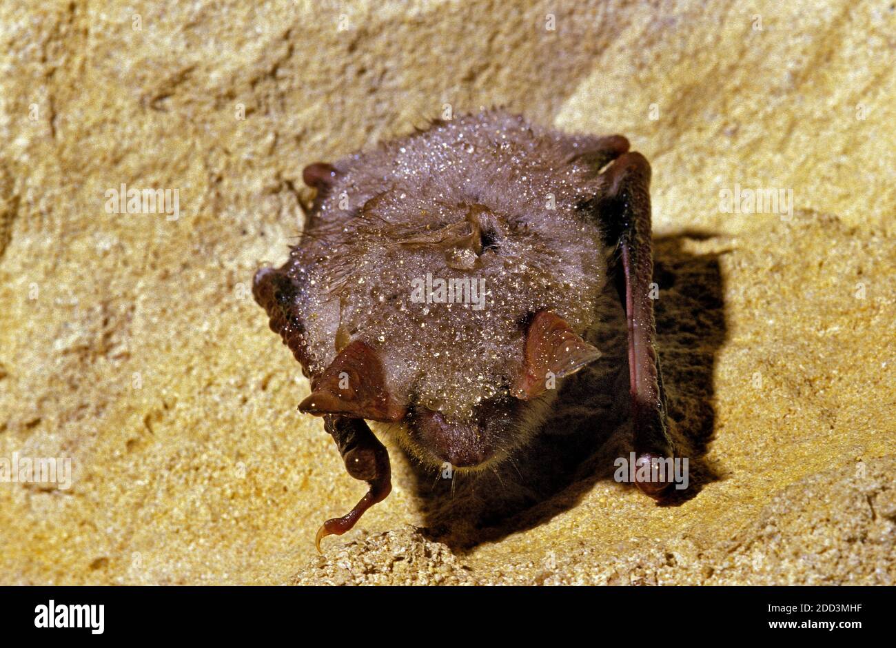 Mouse-Eared Bat, myotis myotis, Adult Hibernating in a Cave, Humidity ...